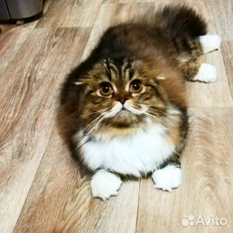 Хайленд фолд кошка