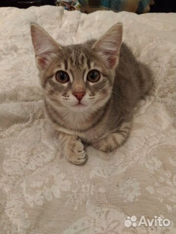 Европейский короткошерстный котенок