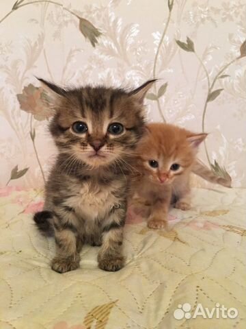 Домашние котята ищут родителей:)
