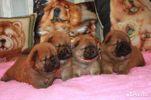 Щенки чау-чау, открыто резервирование