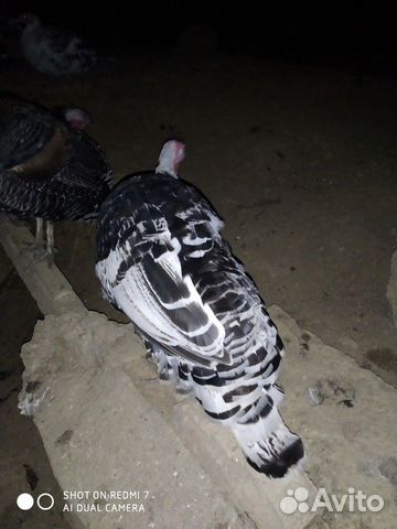 Продам индюков и индауток