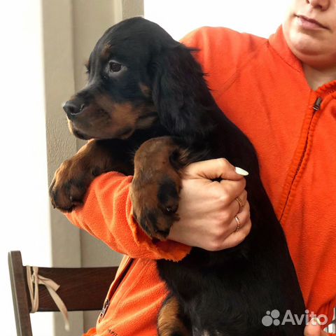 Щенки шотландского сеттера