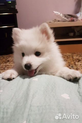 Японский шпиц