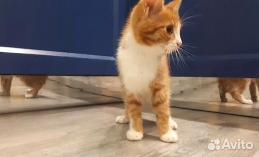 Рыжие котята красавчики