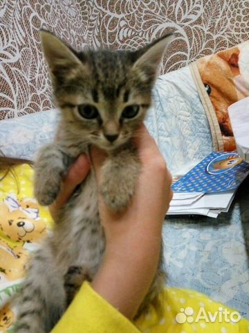 Крошка в поисках мамы