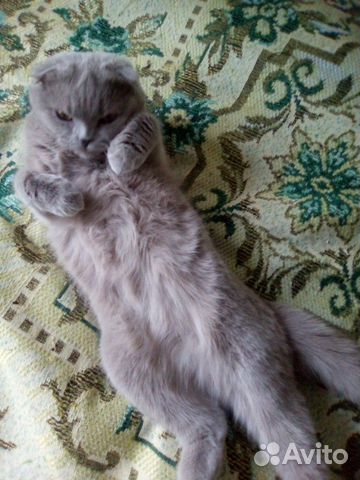 Шотландская вислоухая кошка ищет жениха