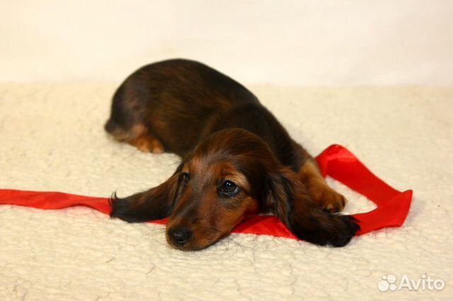 Длинношерстная кроличья девочка