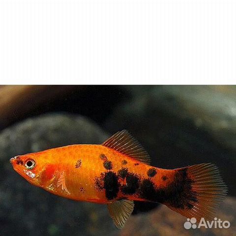Рыбка аквариумная меченосец