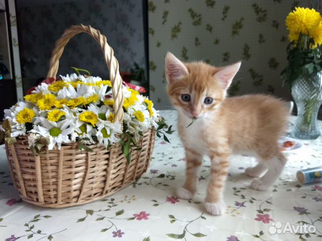 Отдам котенка
