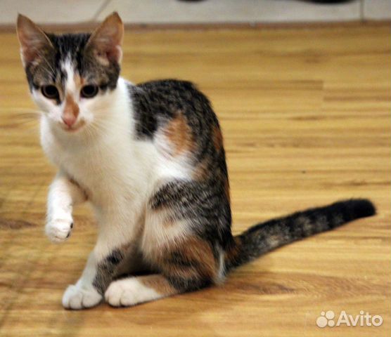 Отдам котенка в добрые руки