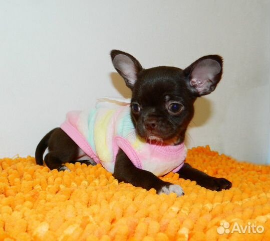 Очаровательная шоколадка чихуахуа