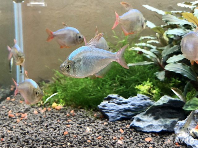 Рыбки - Тетра Сапфировая