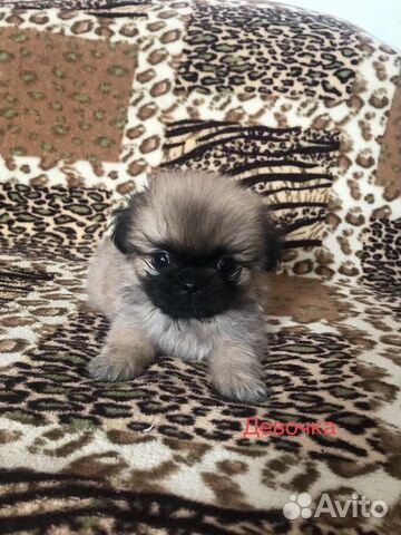 Продам щенят пекинесов