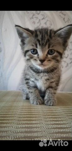 Котята вислоухие и прямоухие