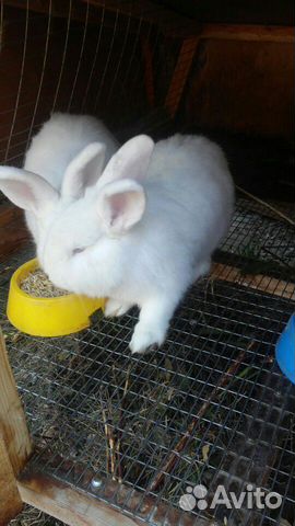 Кролики нзб