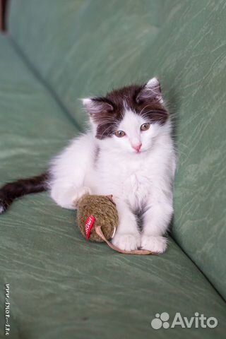 Котенок Зося в добрые руки