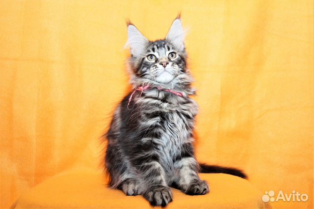 Котенок мейн кун