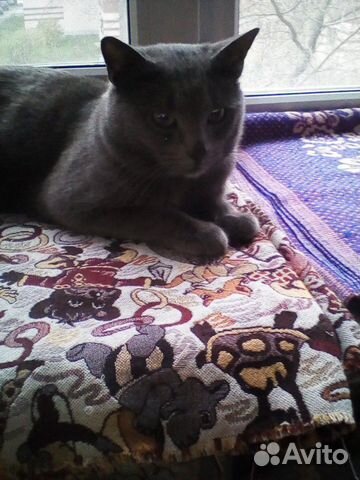 Красивый молодой котик ищет хорошего хозяина