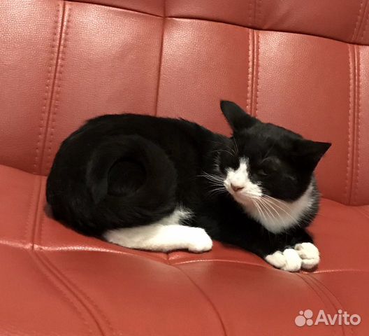 Скромный парень Мэйсон (8 месяцев) ищет дом