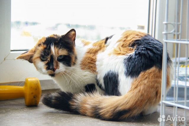 Кошка в добрые руки