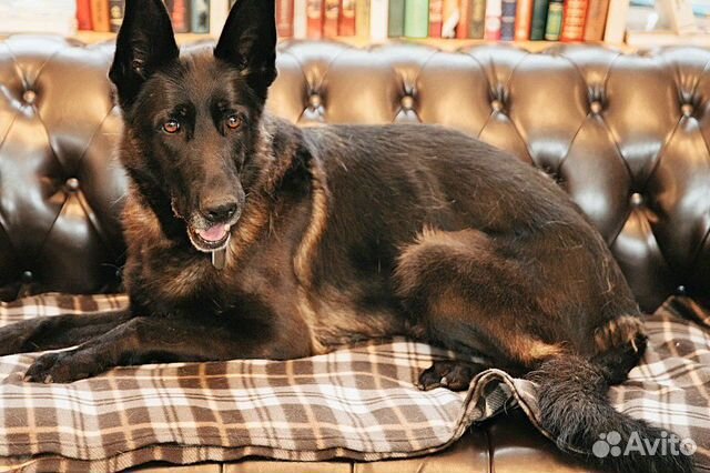 Молоденькая Джерри в дар