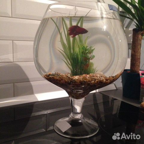 Аквариум для рыбы Петушка, полный комплект