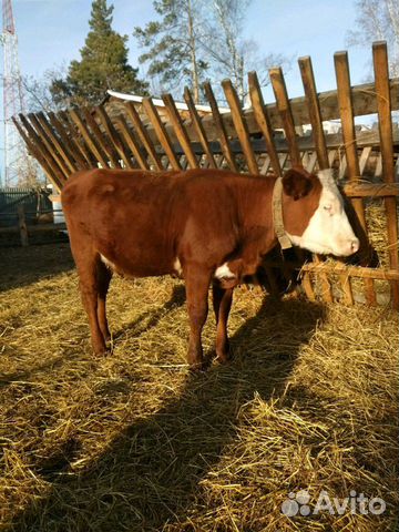 Тёлки. Бык. Овцы. Козы