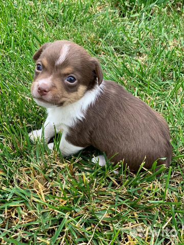 Продам щенят