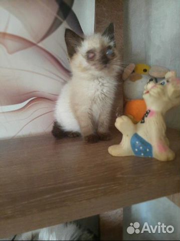 Котёнок мальчик