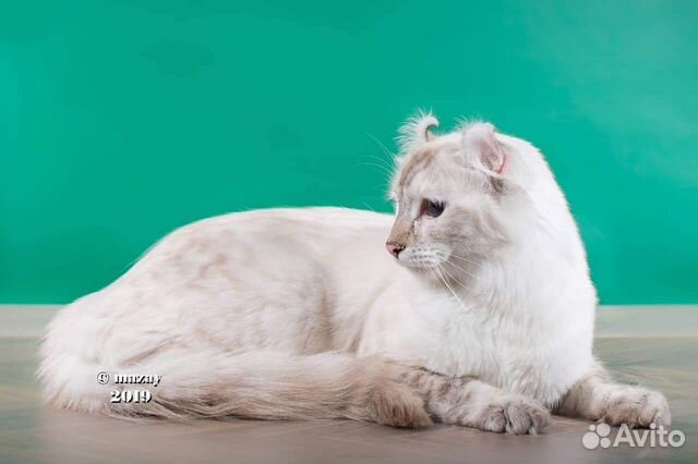 Американский керл