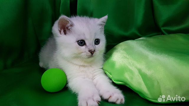 Британская затушеванная шиншилла