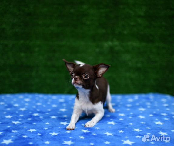 Девочка чихуа шоколад беби-фейс