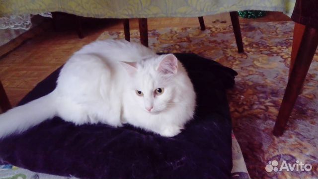 Шикарный кот белого окраса