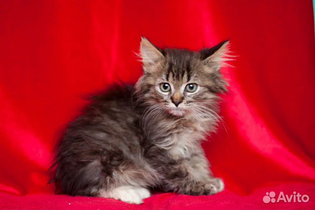 Котёнок Бубен, 2 мес