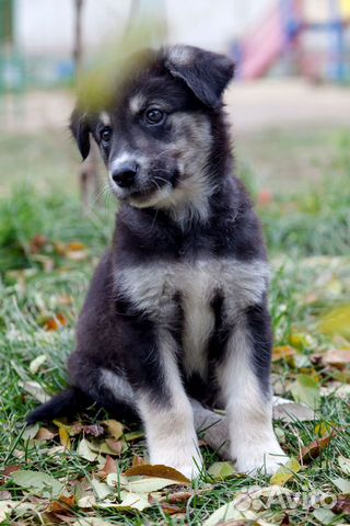 Балу ищет дом