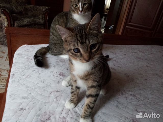 Отдам в добрые руки