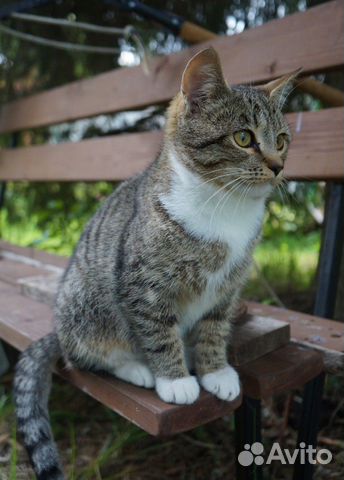 Котенок Даша