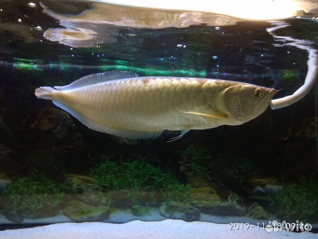 Арована южно-американская