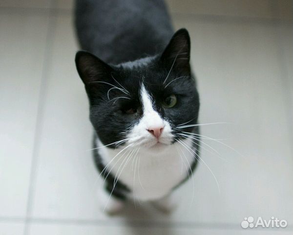Феликс кот ищет семью. Испытательный срок