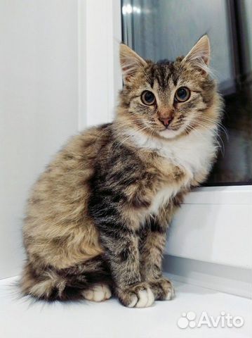 Роскошный котенок в добрые руки