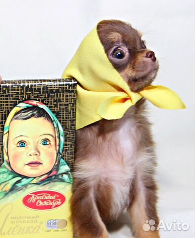 Малютка чихуашка