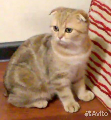 Кисули шотландские золотые