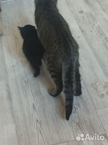 Отдаём котёнка -кот
