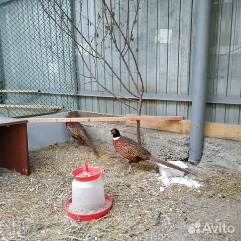 Охотничьи фазаны