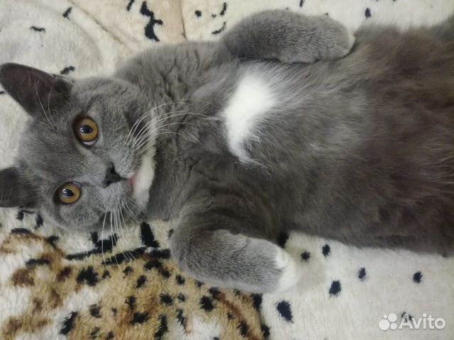 Милый британец