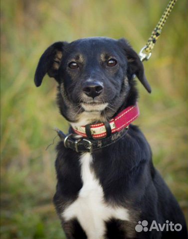 Щенок в добрые руки