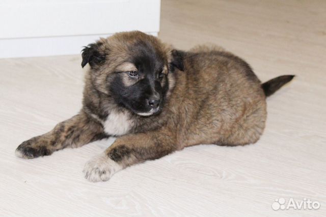 Щенок (девочка. 1,5 месяца) в дар