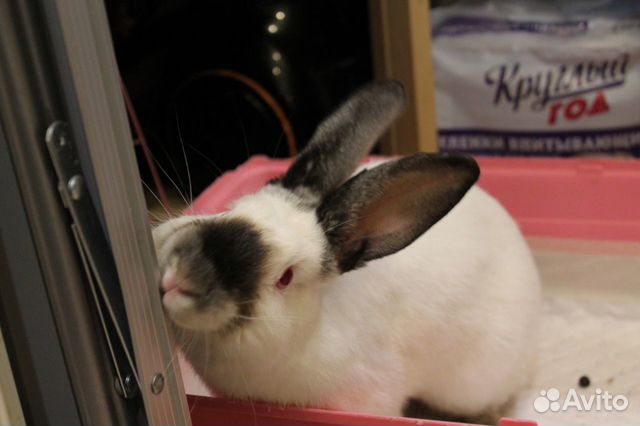 Крольчонок Васечка в хорошие руки