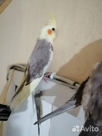 Попугай птенец Карелла