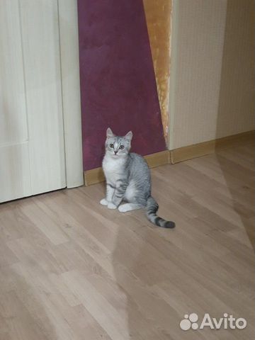 Котенок Адель в добрые руки